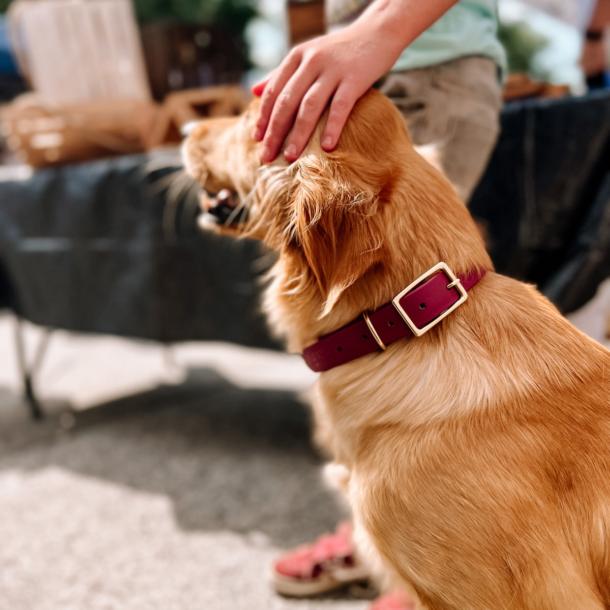 1 Inch Adventure Proof Collars – Ruff N’ Fluff Co.